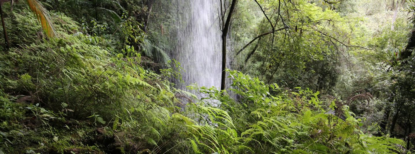 FSC 코리아 | Forest Stewardship Council